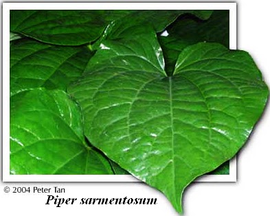 Herba & Tumbuhan: KHASIAT Daun Kaduk