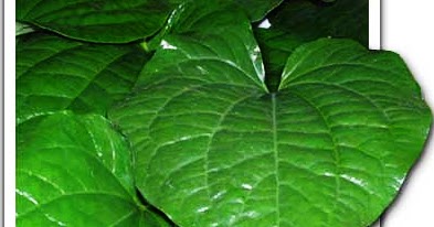Herba & Tumbuhan: KHASIAT Daun Kaduk