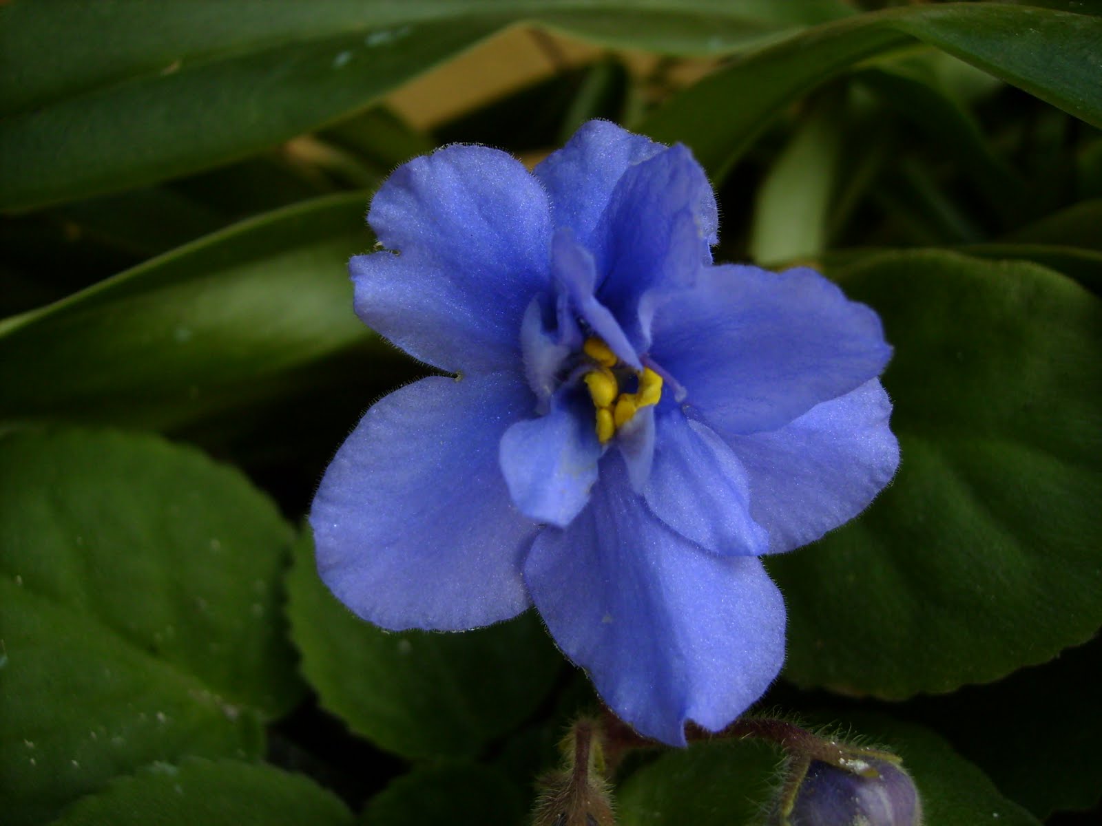 GOSTO DE ....: Violetas Azuis...