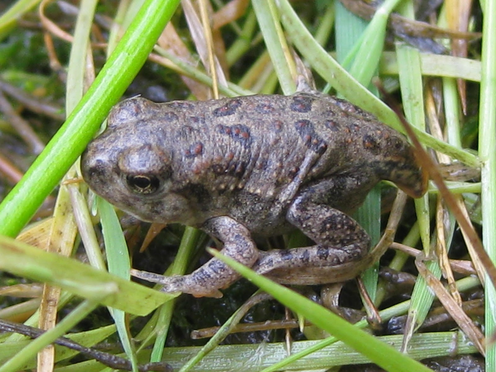 Laberinto en extinción: Sapo de Wyoming (Anaxyrus baxteri)