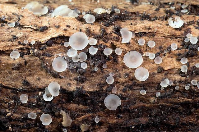 Orbilia epipora (Nyl.) P. Karst. • CEMAS • Orden Orbiliales