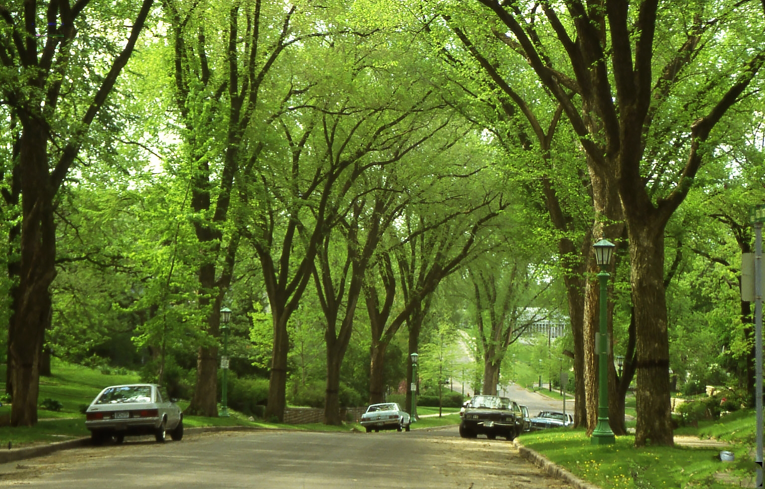 Ask A Master Gardener: Planting Disease Resistant Elm Trees