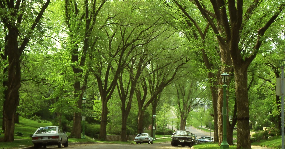 Ask A Master Gardener: Planting Disease Resistant Elm Trees
