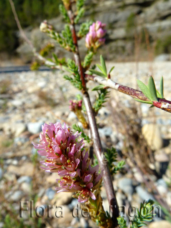Flora de Aragón: Myricaria germanica