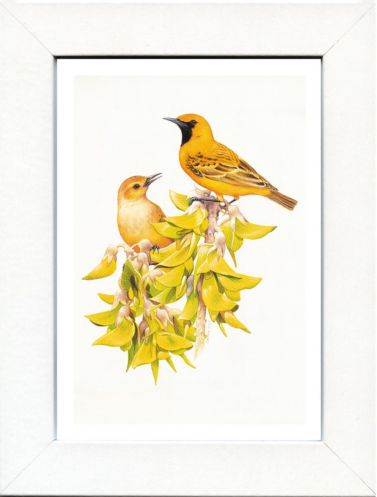 jjjewel.resimlerim: KUŞ VE ÇİÇEK TEMALI RESİMLER