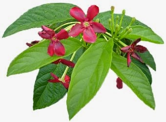 PHILIPPINE HERBAL PLANTS AND THEIR USES: NIYOG-NIYOGAN