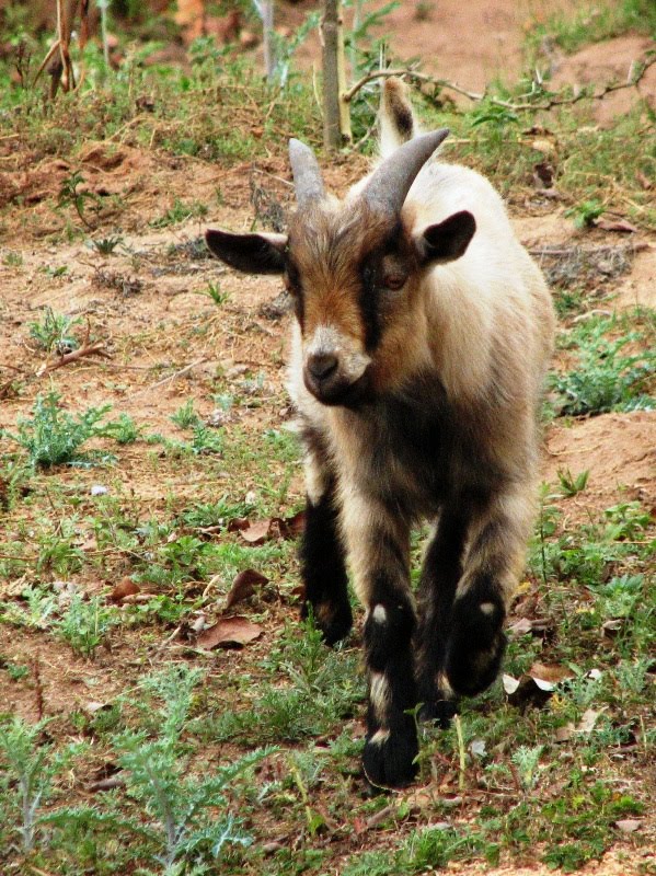 Angelika's World in Photos: Tasty Boerbok