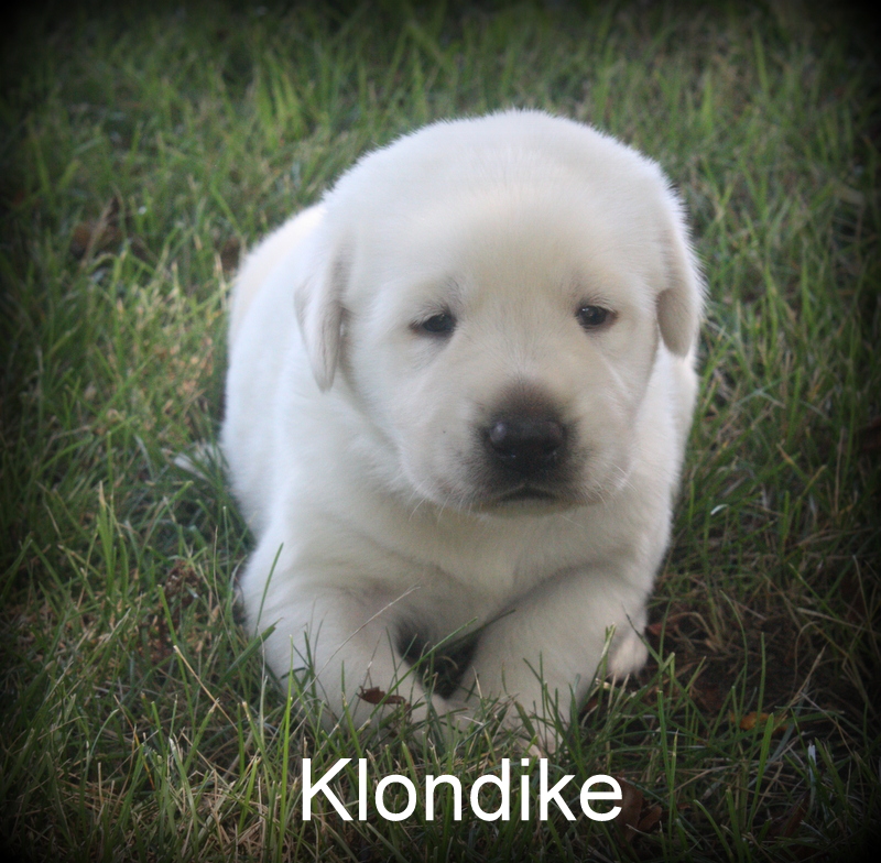 Maplewood Labradors: New Pictures - Our White Labrador Puppies!!!!