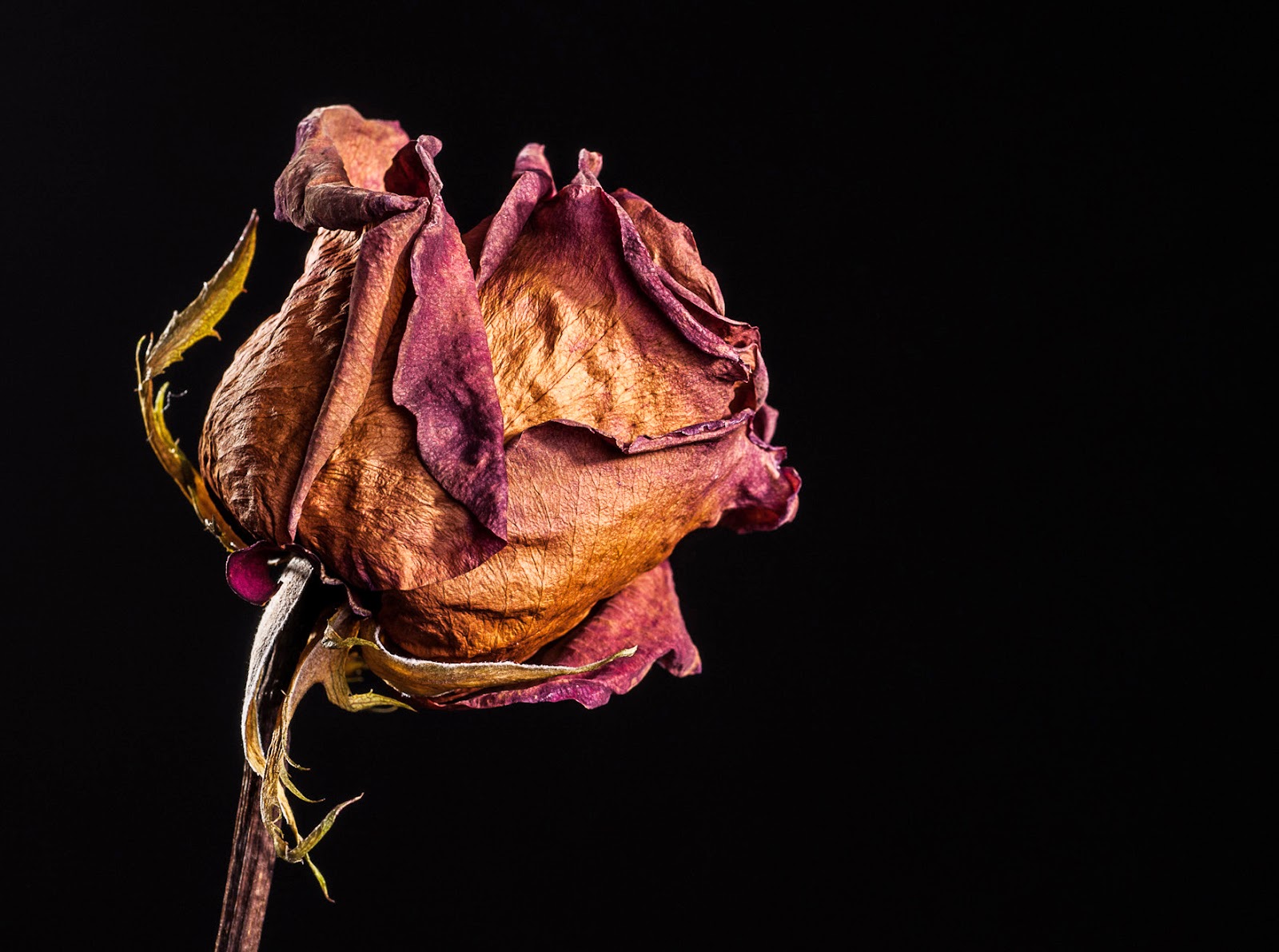 Imagenes De Rosas Marchitas