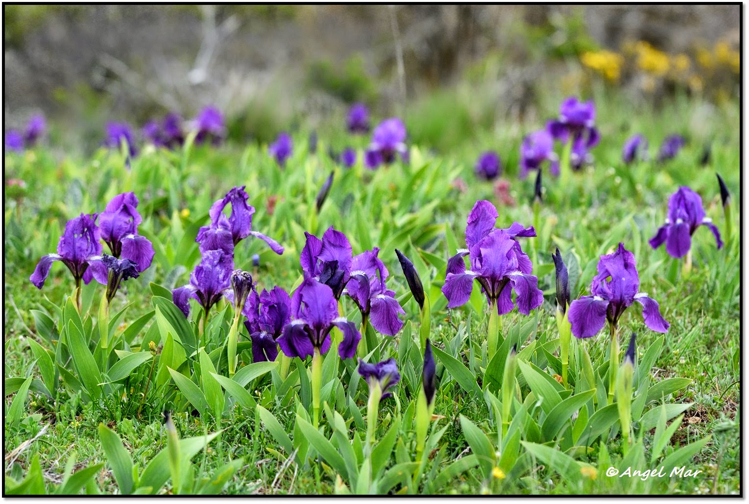 Flores y Bichos ***: Lirios silvestres / Wild lilies (Iris lutescens ...