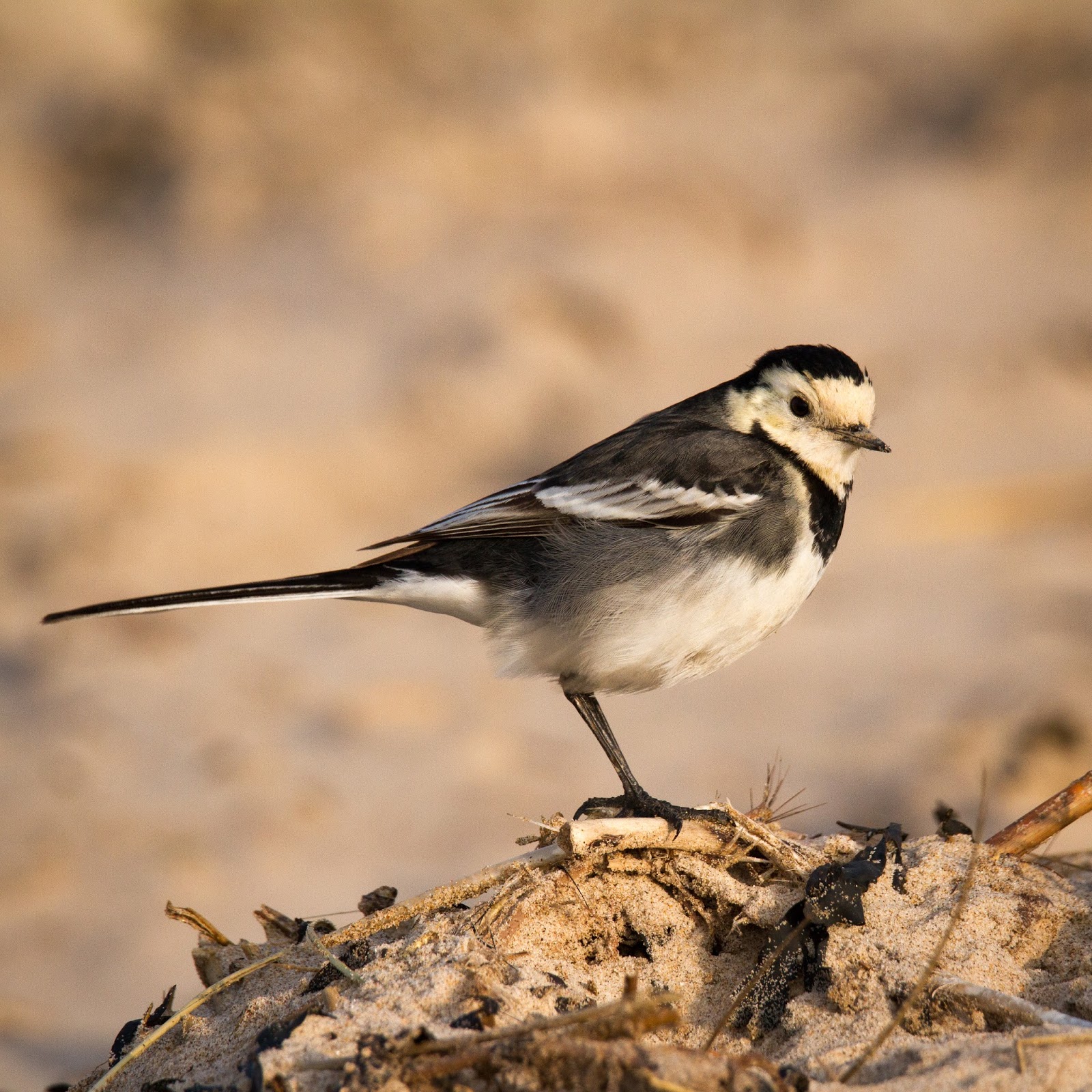 TrogTrogBlog: Friendly wagtails