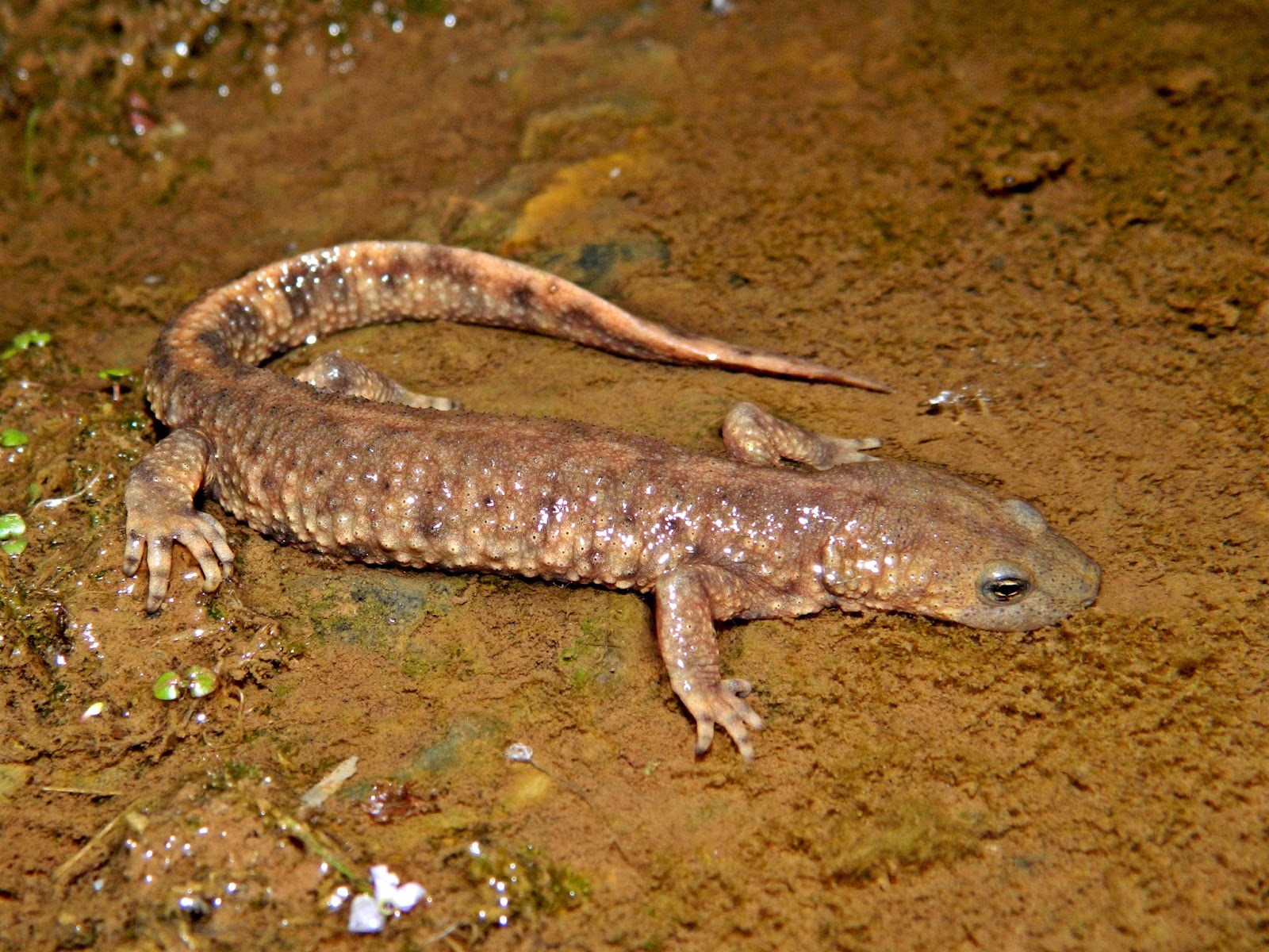 Sargantanes i Dragons: Calotriton asper - Tritó pirinenc