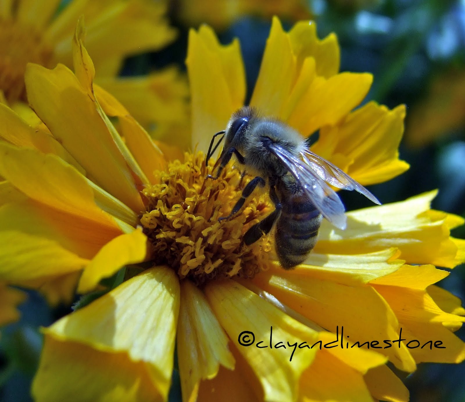 clay and limestone: Lip Smacking Deliciousness: Pollen and Nectar