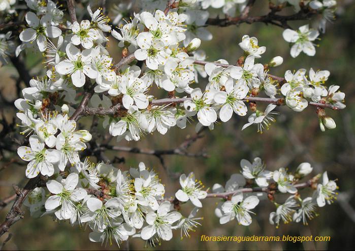 flora de la Sierra de Guadarrama: Prunus