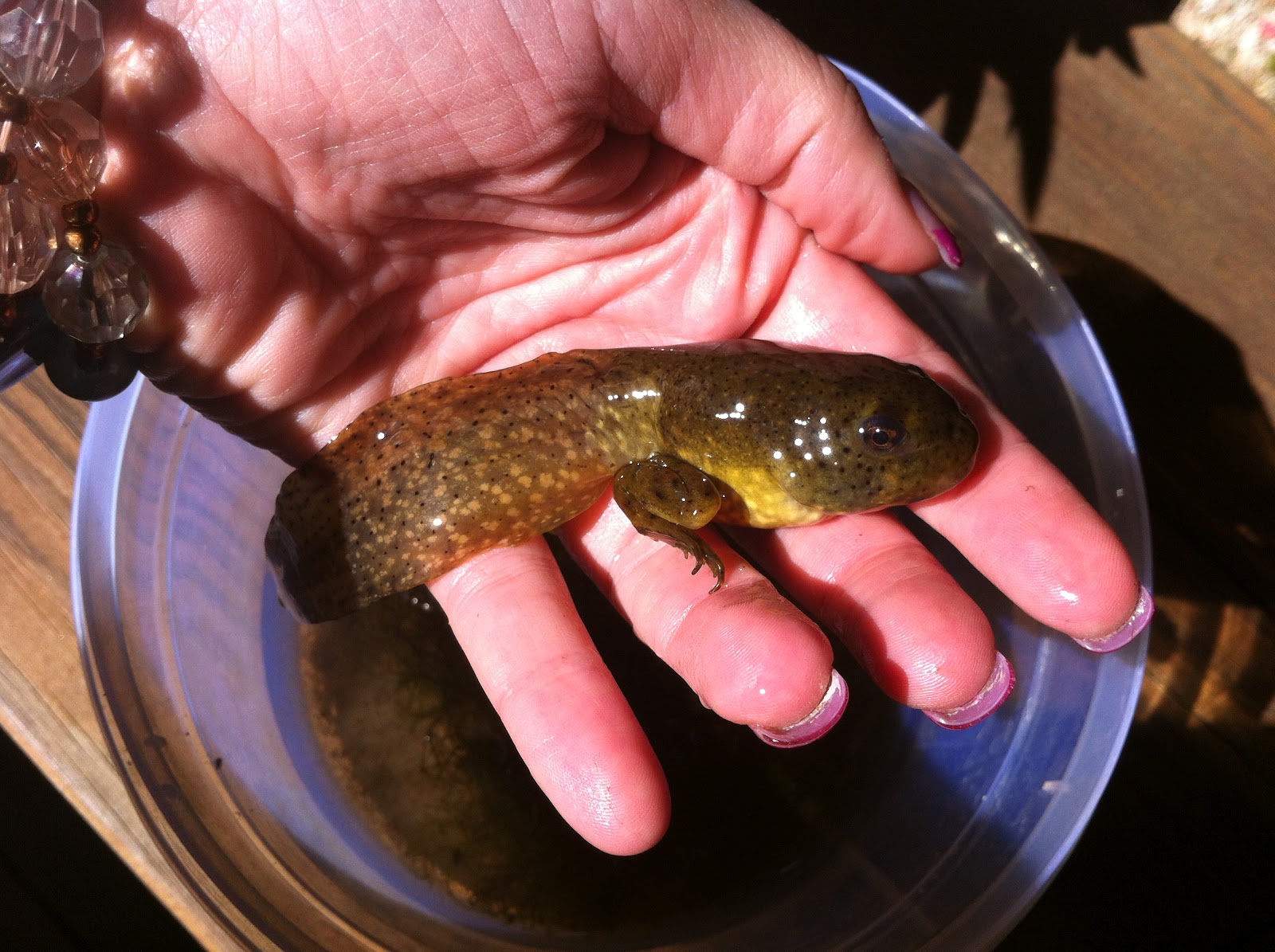 African Bullfrog Tadpole