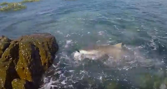 International Fishing News: VIDEO: shark attack while spin fishing for ...