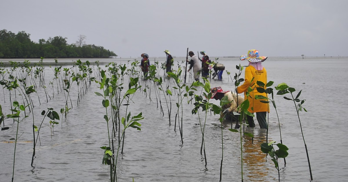 Pemerintah menggalangkan penanaman tanaman bakau/mangrove di daerah ...