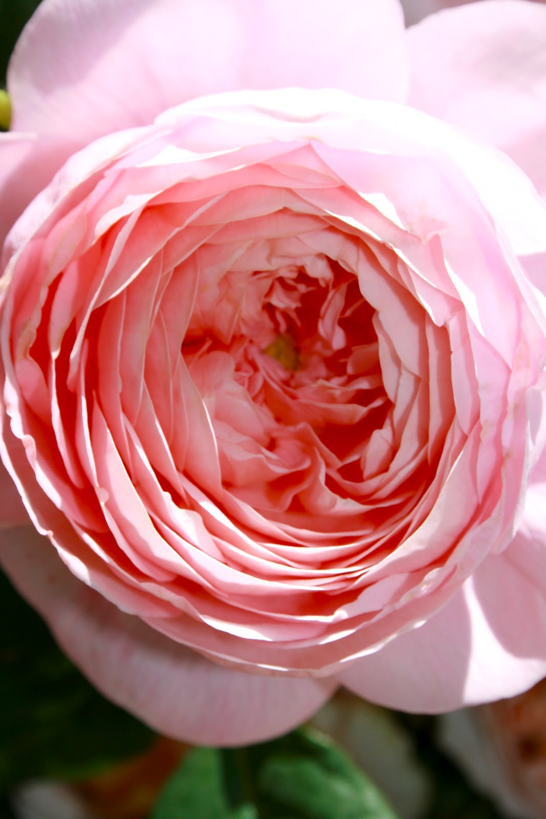 The Polished Pebble: Romantic Country Roses