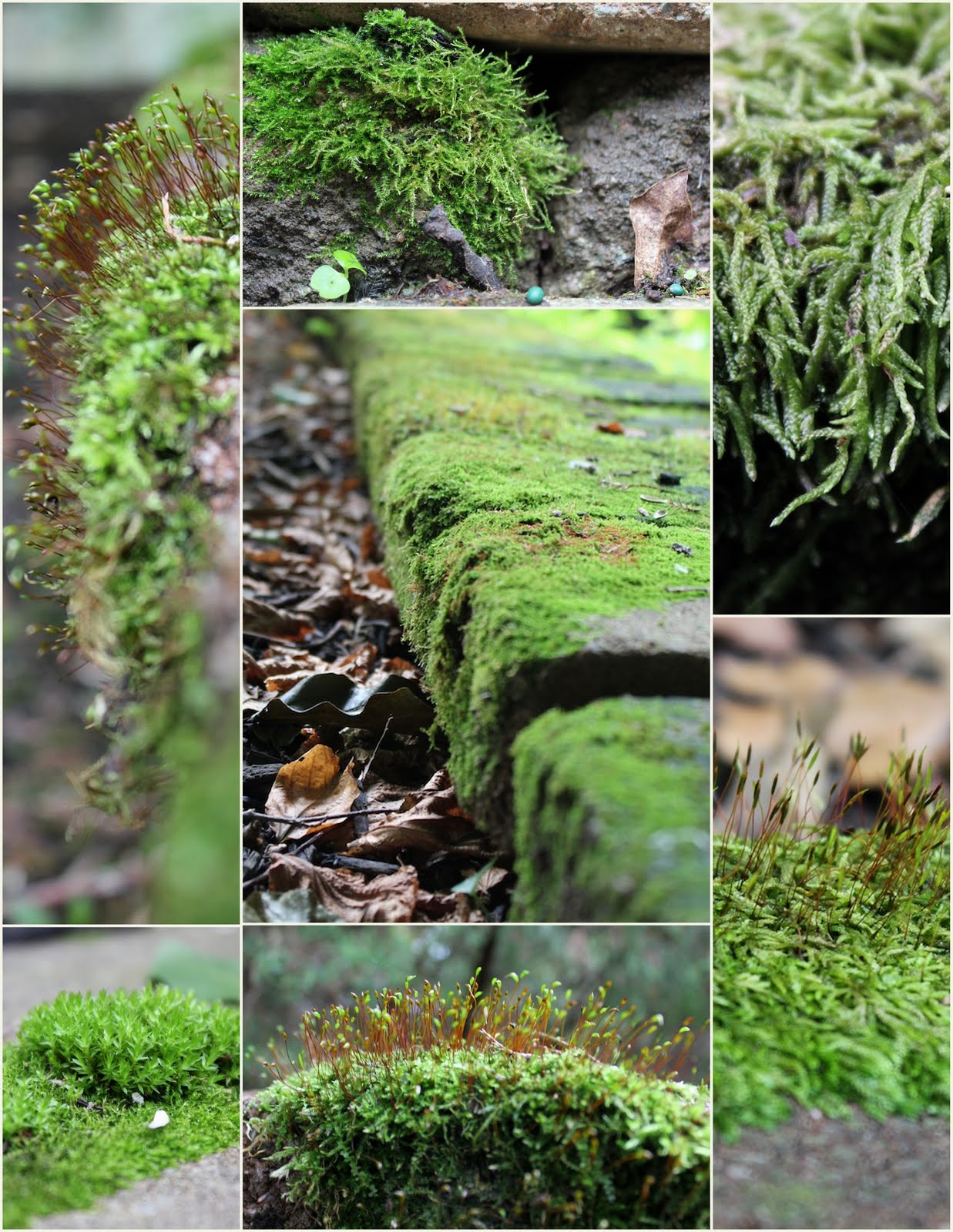 Red House Garden: The moss is always greener..