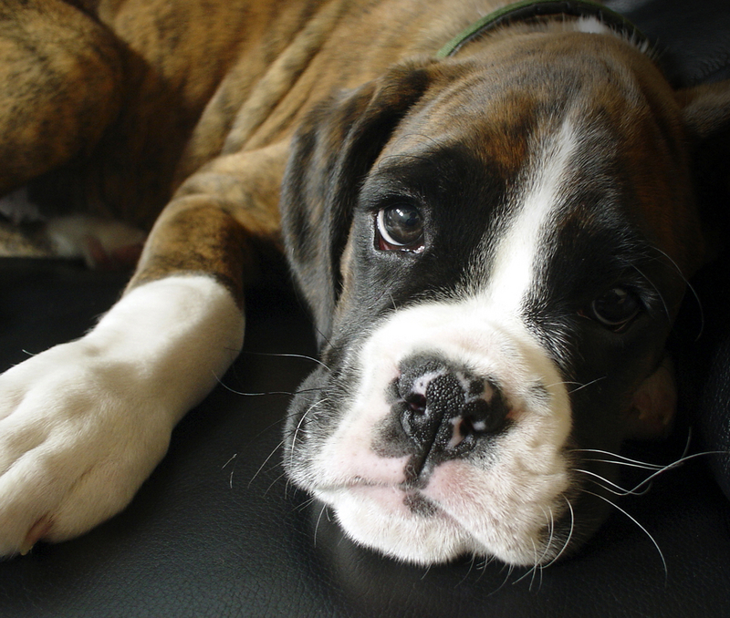 Mascotalandia: Razas de perros: BOXER