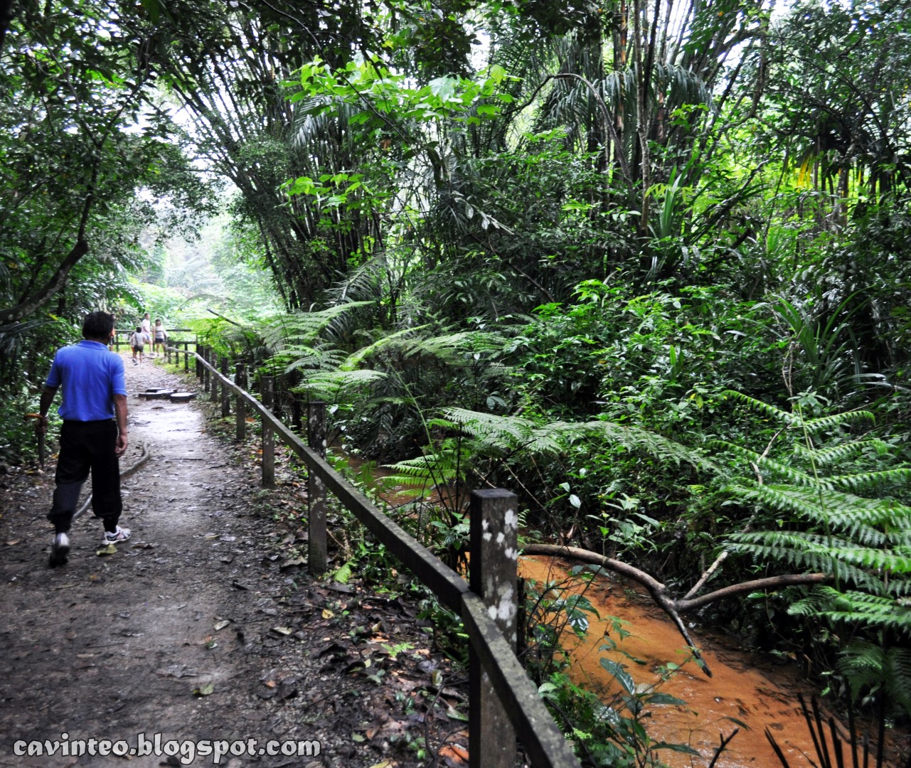 Entree Kibbles: HSBC Treetop Walk - A Refreshing Morning Trek ...