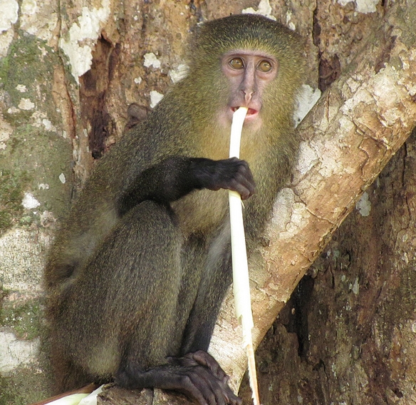 Cercopithecus lomamiensis (Macaco-lesula) | Mamíferos do Mundo