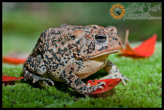 Nutties Online: Fall Toad