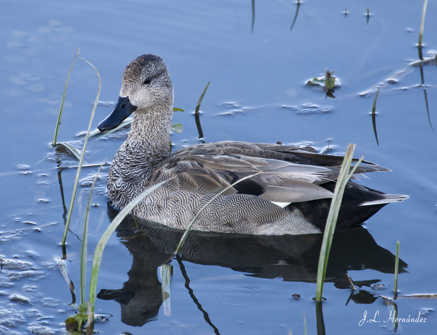 HEGAZTIKLIK: ÁNADE FRISO (Anas strepera)