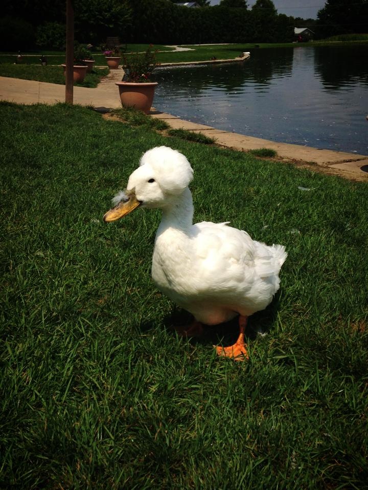 Positive Reinforcement.and One Cool Duck - Miss DeCarbo