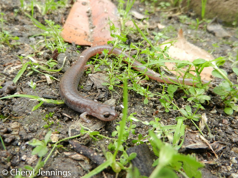 Squirrel's View: Slender Salamander