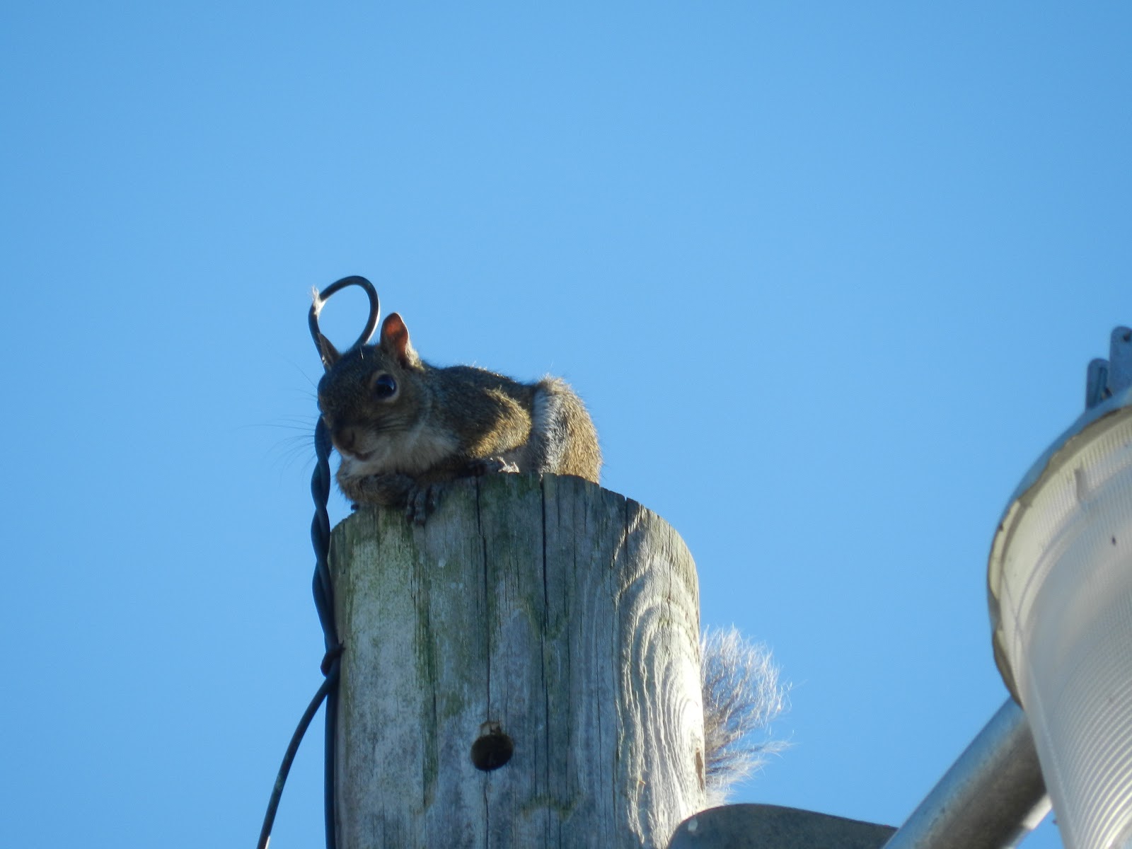 Peering Through a Porthole: Mocking Birds