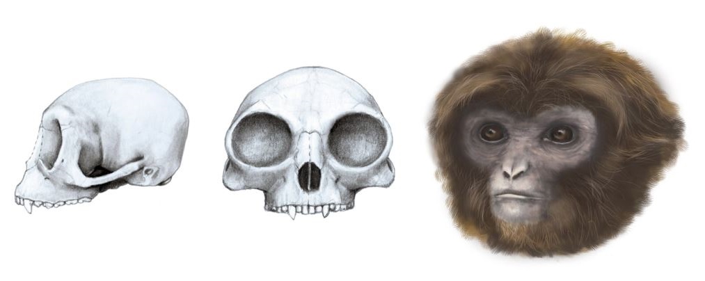 Species New to Science: [PaleoAnthropology • 2015] Pliobates cataloniae ...