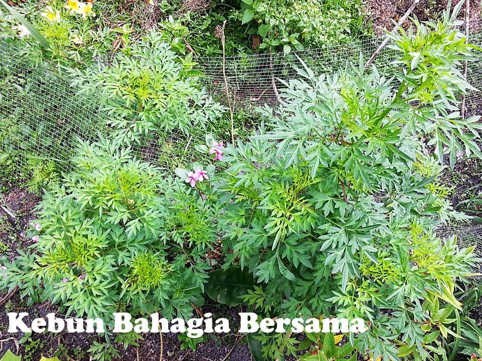 Kebun Bahagia Bersama: Pokok Ulam Raja