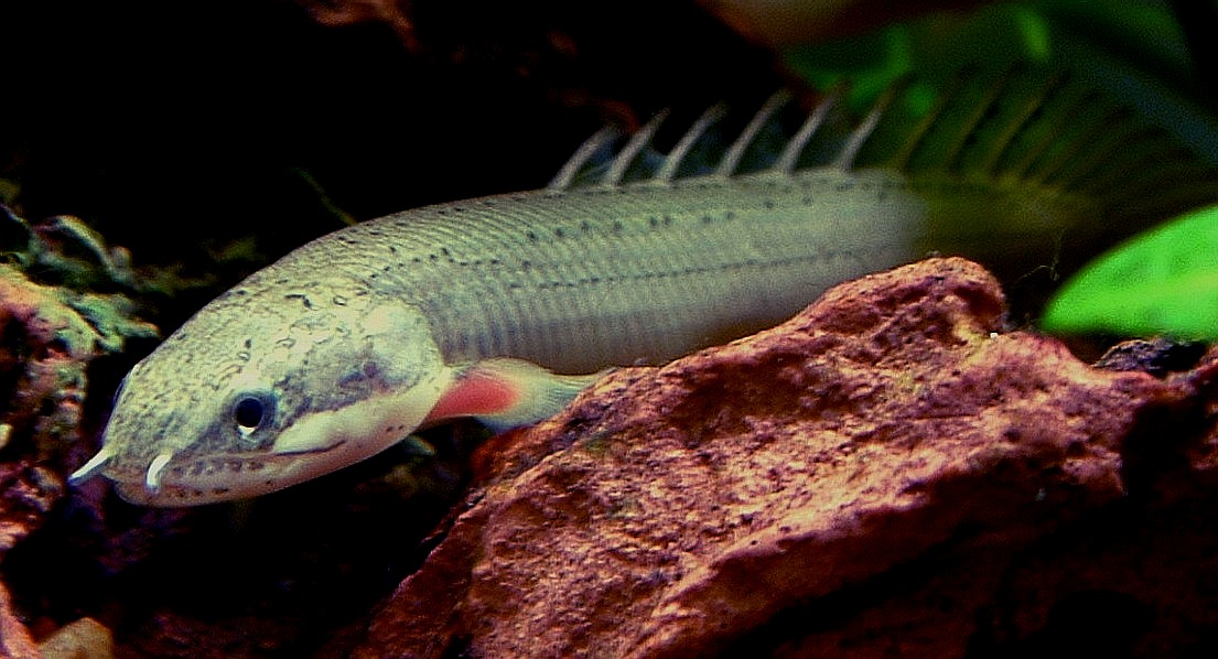 Grover Senpai's Pet Care Guide: Senegal Bichir (Polypterus Senegalus)