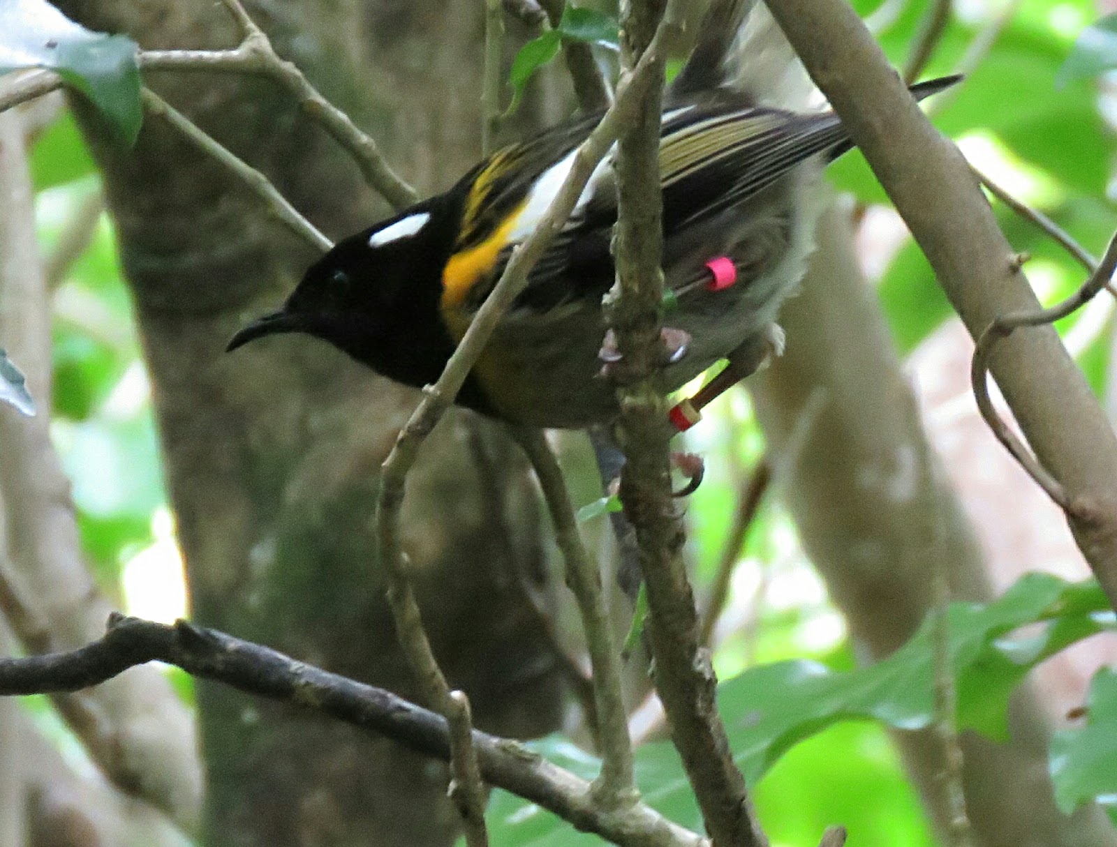 Bird & Travel Photos, Birding Sites, Bird Information: MALE STITCHBIRD ...