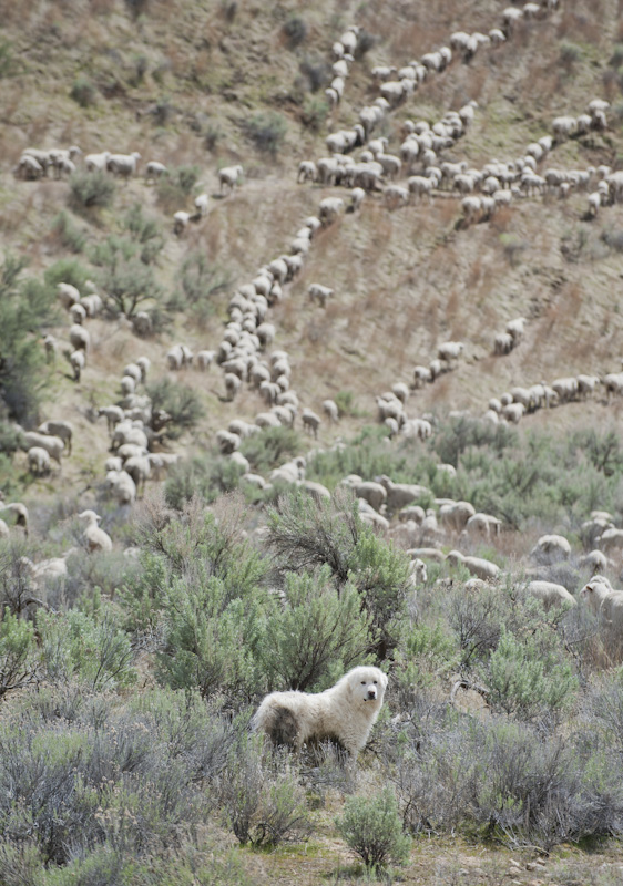 Joshua Roper Photography: The Hills are Alive!