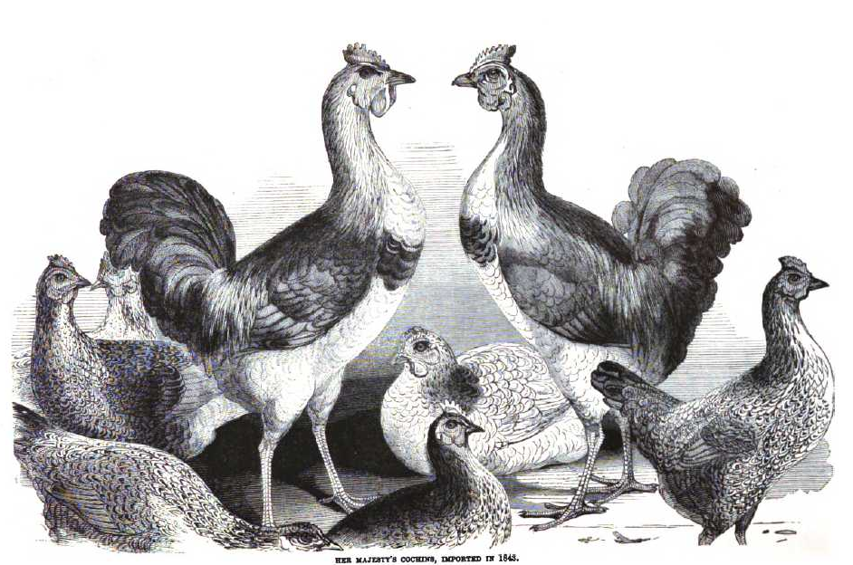 Cochin Chicken: The Amazing Backstory of the Chicken That Changed The World