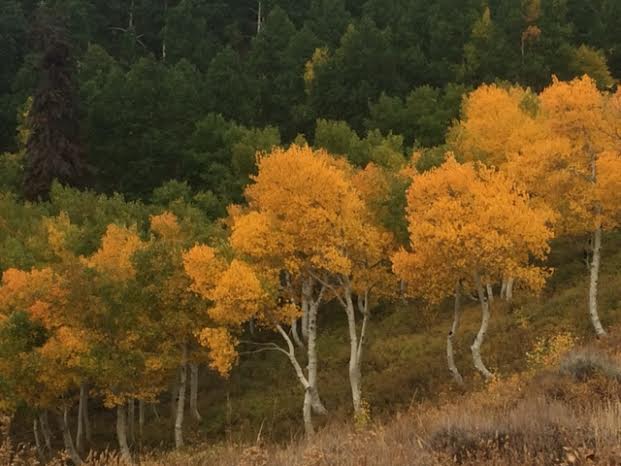 fall color - The Gardener's Cottage