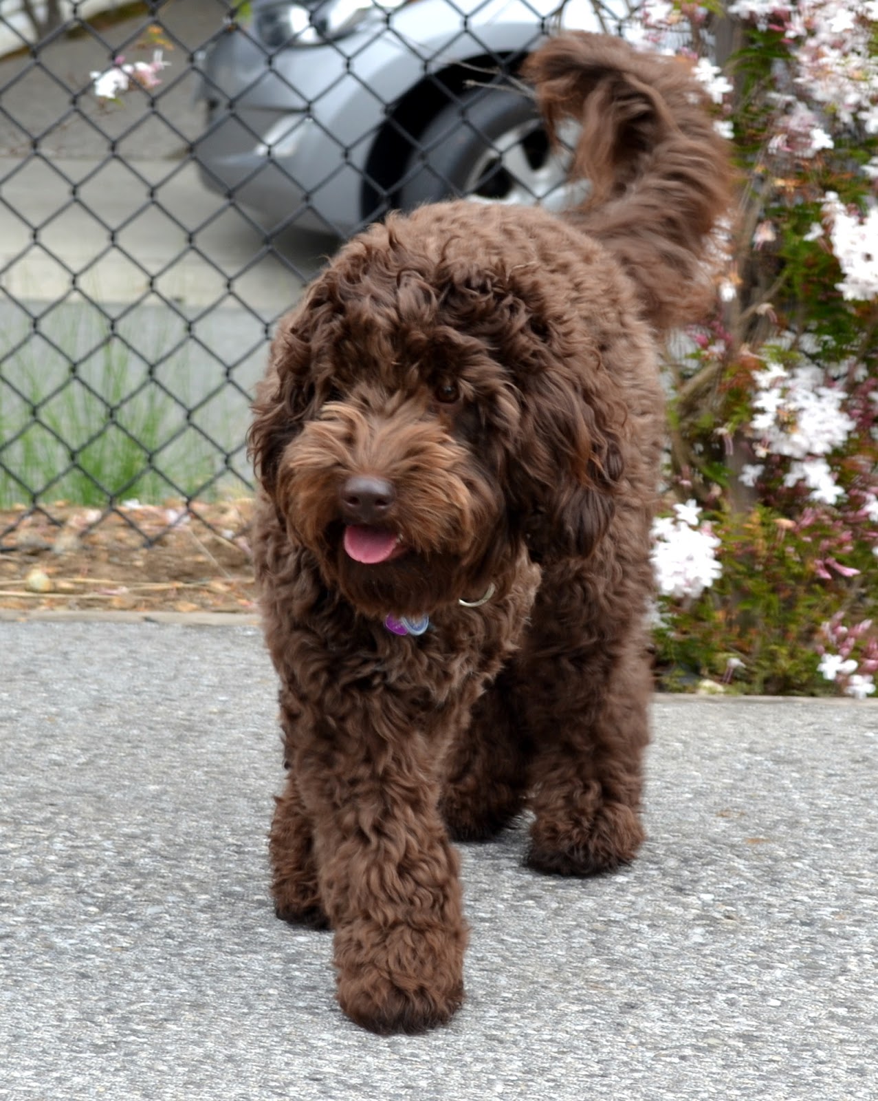 Golden Gate Labradoodles: Authentic Australian Labradoodles: Brownie ...