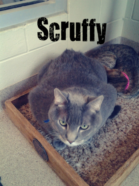 The Shelter Girl: Little Bit the 30 Pound Cat