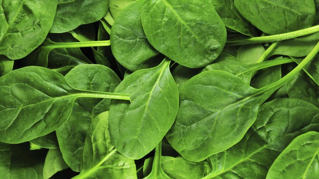 BENEFICIOS Y PROPIEDADES DE LA ESPINACA. FUENTE DE NUTRIENTES PARA EL ...