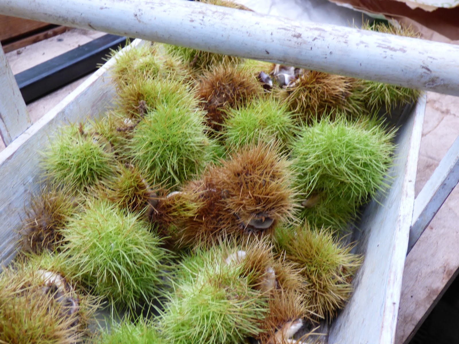 A Quiet Life in Suffolk: Something prickly