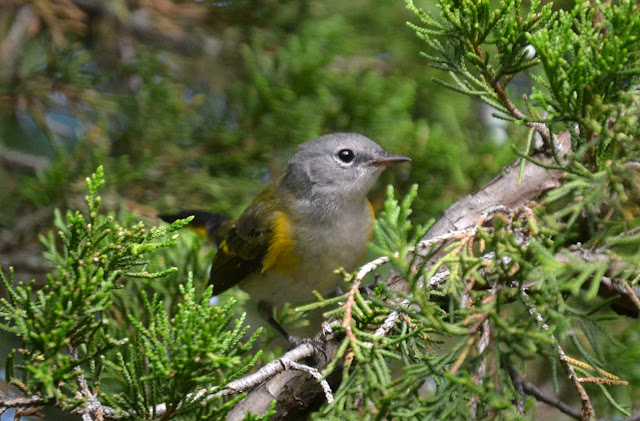 Woods Walks and Wildlife: American Redstart