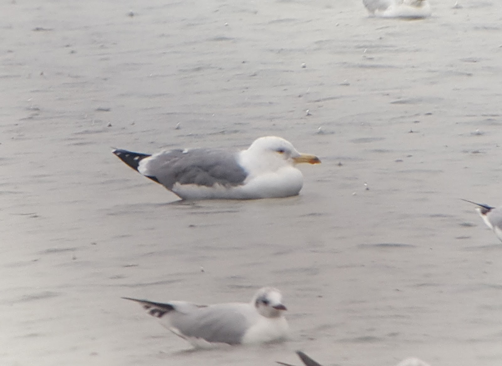 A Field Notebook: Watching the Pennington Flash gull roost