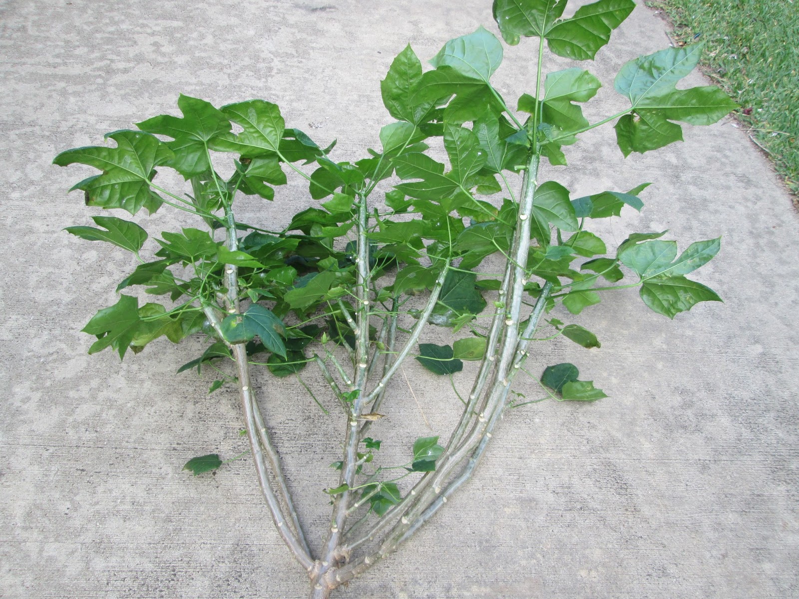 Garden Notes from Hawaii: CHAYA (Cnidoscolus chayamansa)