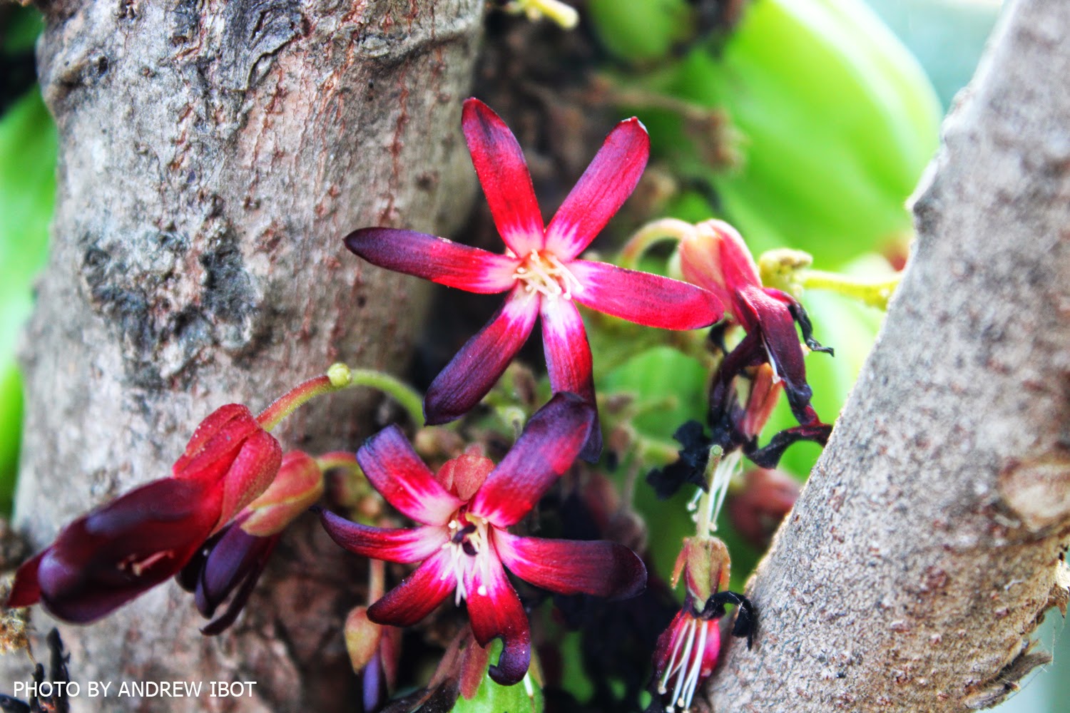 Ako si ANDREW IBOT!: Kamias (Averrhoa bilimbi)