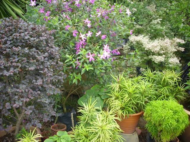 DIARI DIELA: Nursery Bunga Sungai Buluh