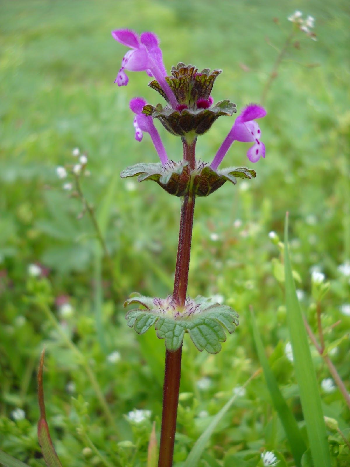 HORTA À PORTA: LAMIUM AMPLEXICAULE (LÂMIO)
