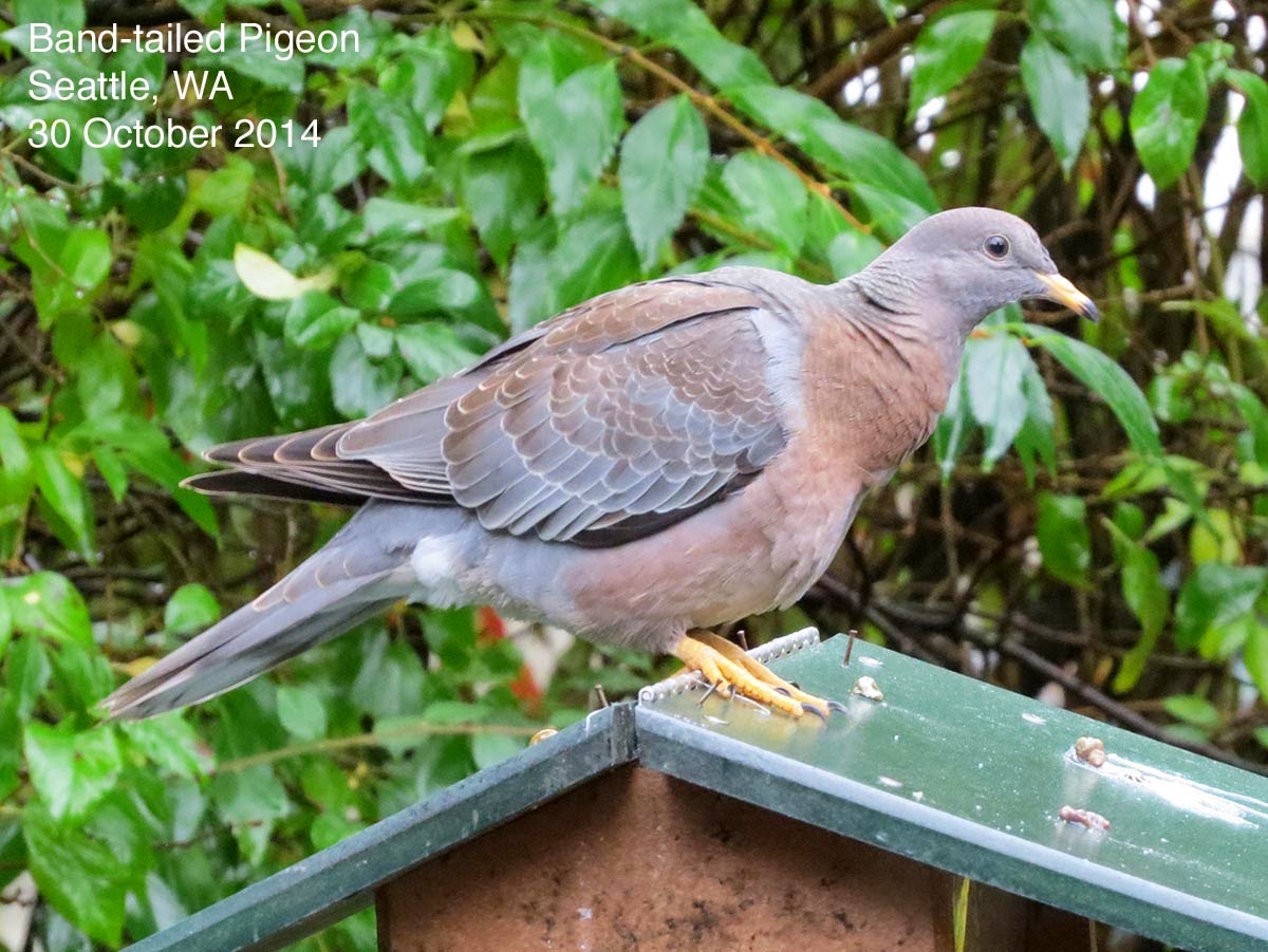 Northwest Nature Notes: BAND-TAILED PIGEON