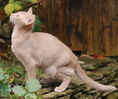 Encyclopedia of Cats Breed: Fawn Abyssinian Cat